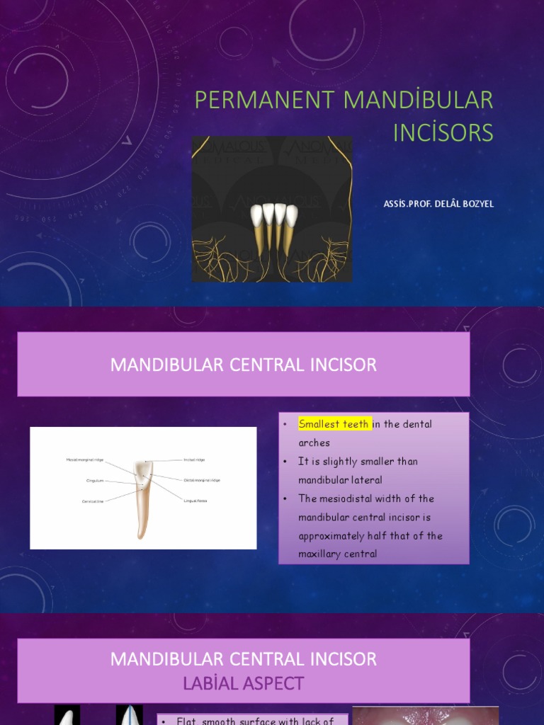 Anatomical Differences Between the Mandibular Central Incisor ...