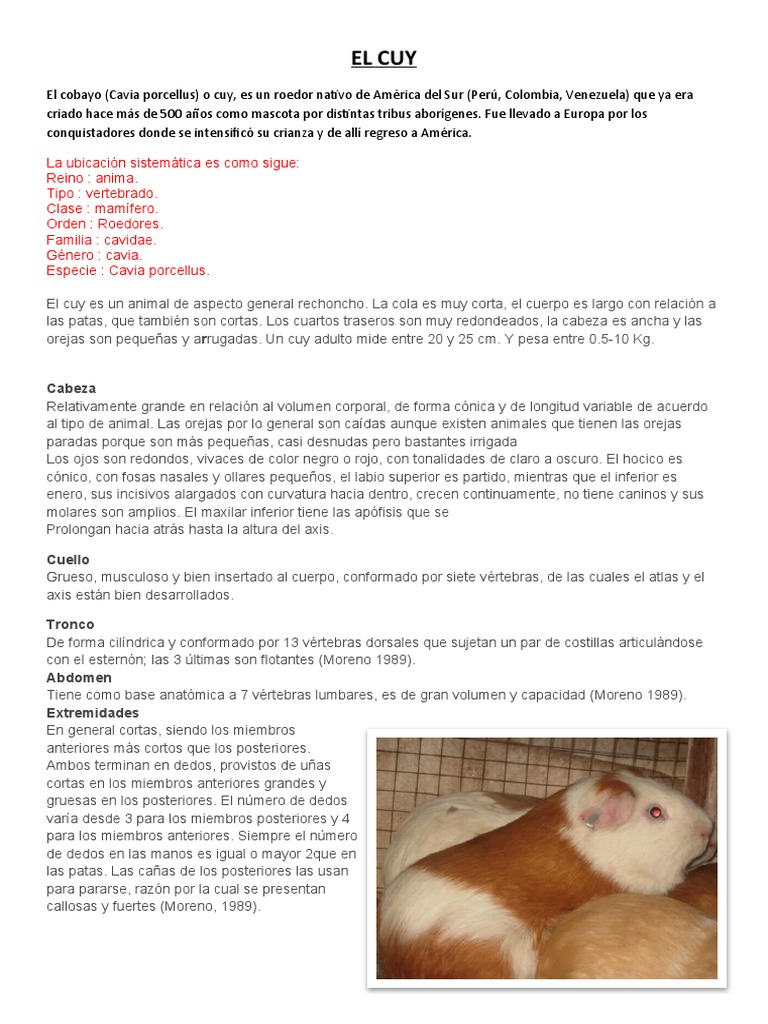 Caracteristicas Del Cuy | PDF