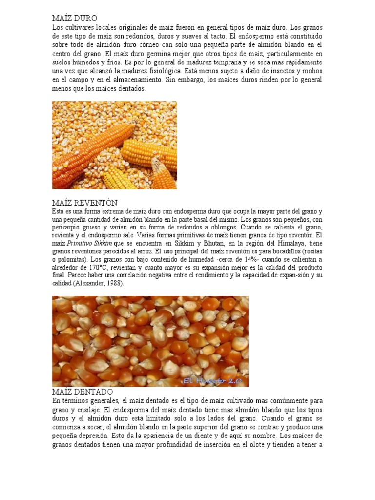 Maíz Duro | PDF | Maíz | Almidón