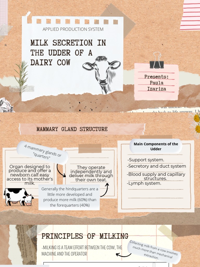 SPA EXPOSICIÓN - Paula Izariza | PDF | Milk | Dairy