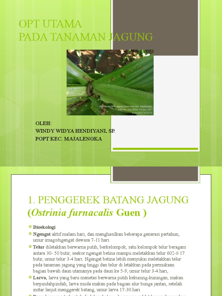 Pengendalian OPT pada Tanaman Jagung | PDF