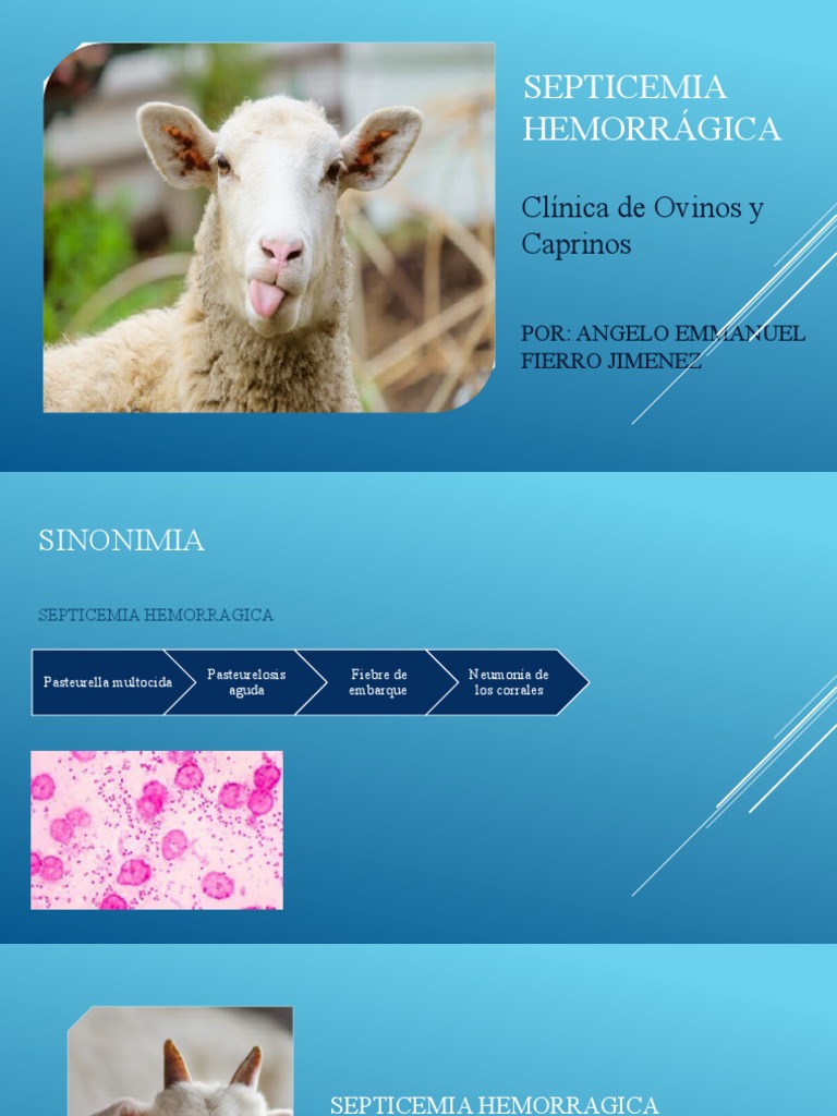 Septicemia Hemorrágica en Ovinos y Caprinos | PDF | Salud pública ...