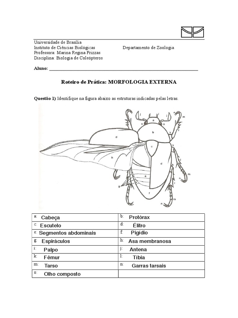 Morfologia Externa de Coleópteros | PDF | Besouro | Insetos