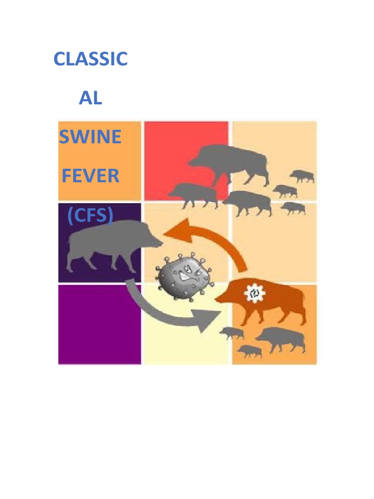 Classical Swine Fever | PDF | Viral Diseases | Health Sciences