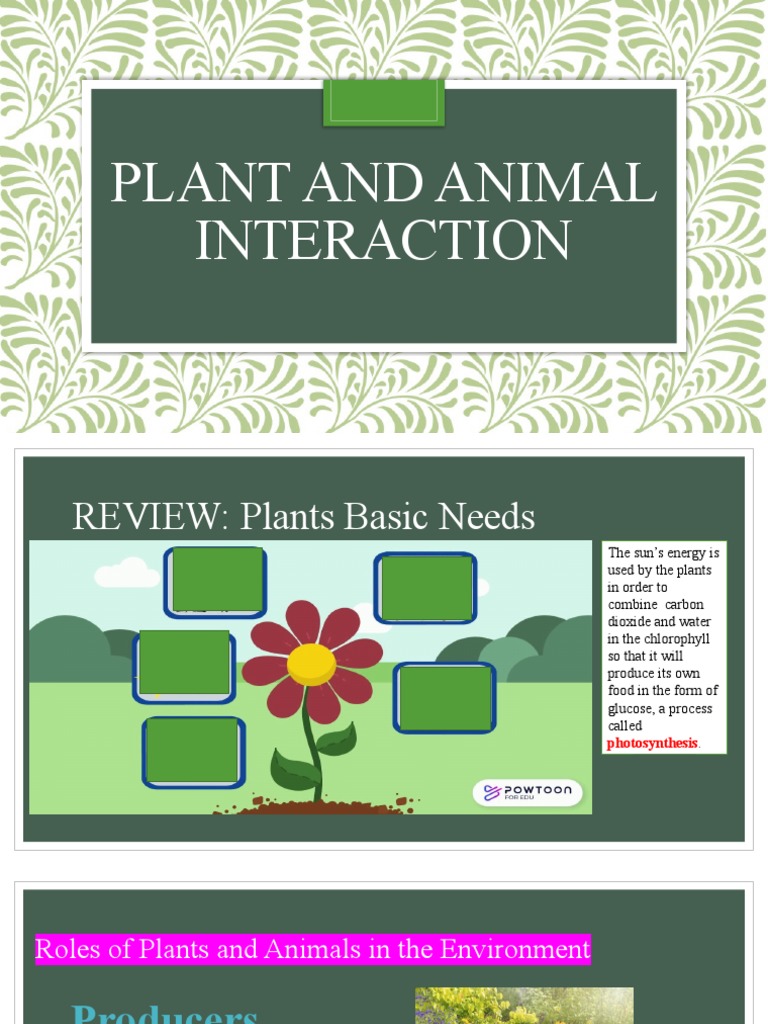 Plant and Animal Interaction | PDF | Plants | Foods