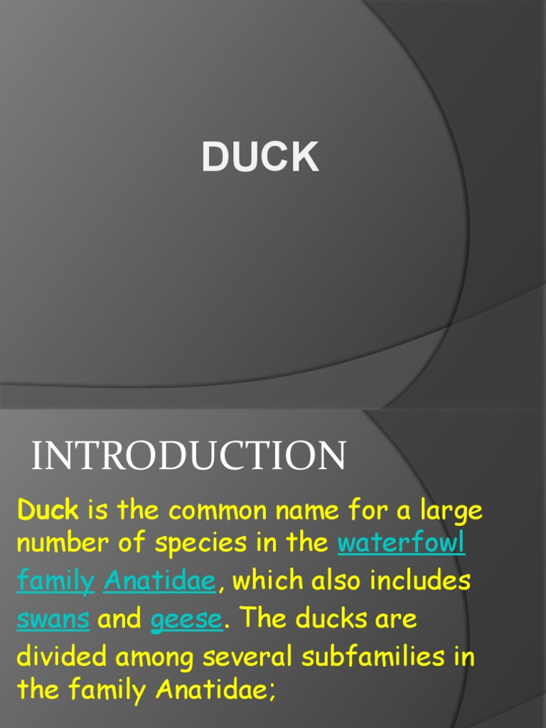 Duck | PDF | Duck | Anatidae