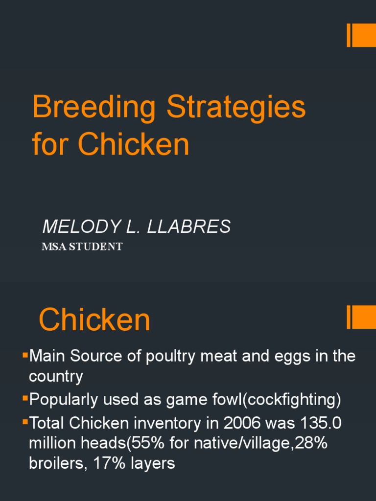 Chicken Breeding Strategies Overview | PDF | Chicken | Broiler