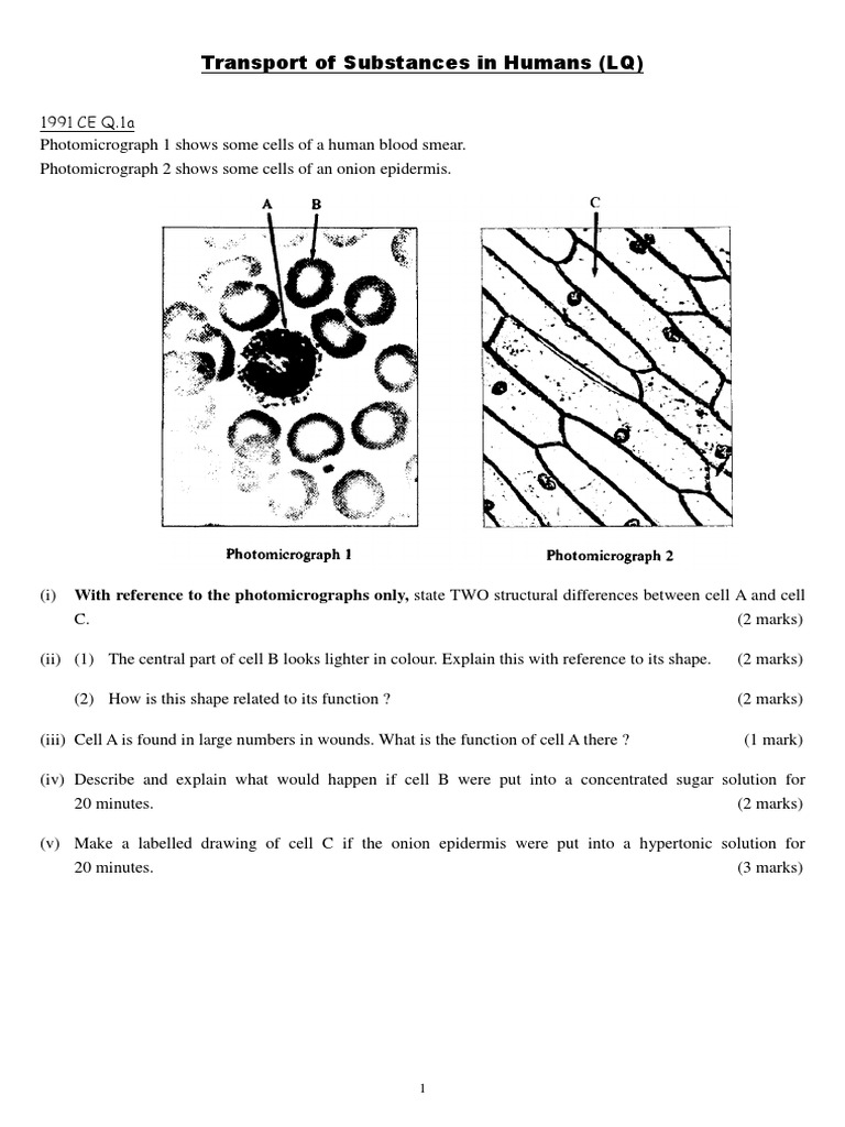 Transport of Substances in Humans (LQ) | PDF | Blood Vessel | Heart