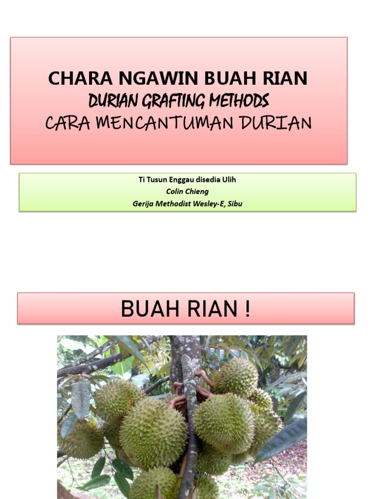 1 - Cantuman Baji - Durian PDF | PDF