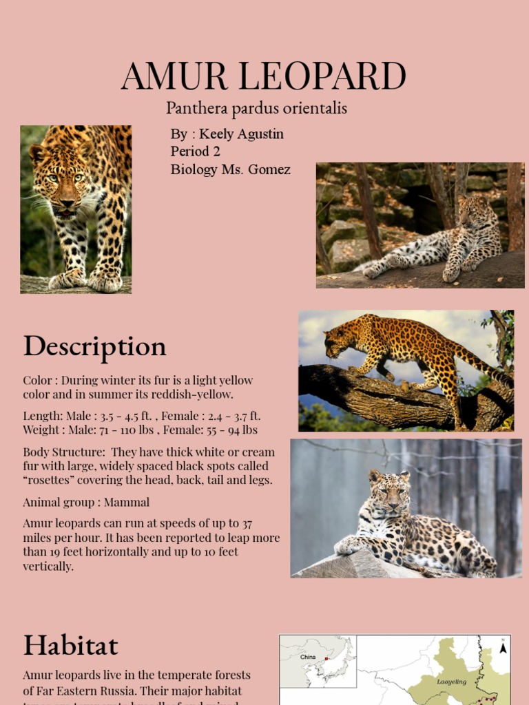 Endangered Species | PDF | Leopard | Organisms