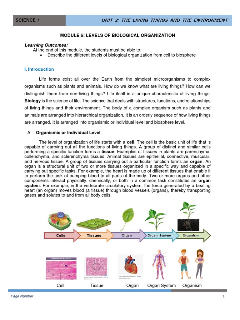 Module 6. Levels of Biological Organization | Download Free PDF ...