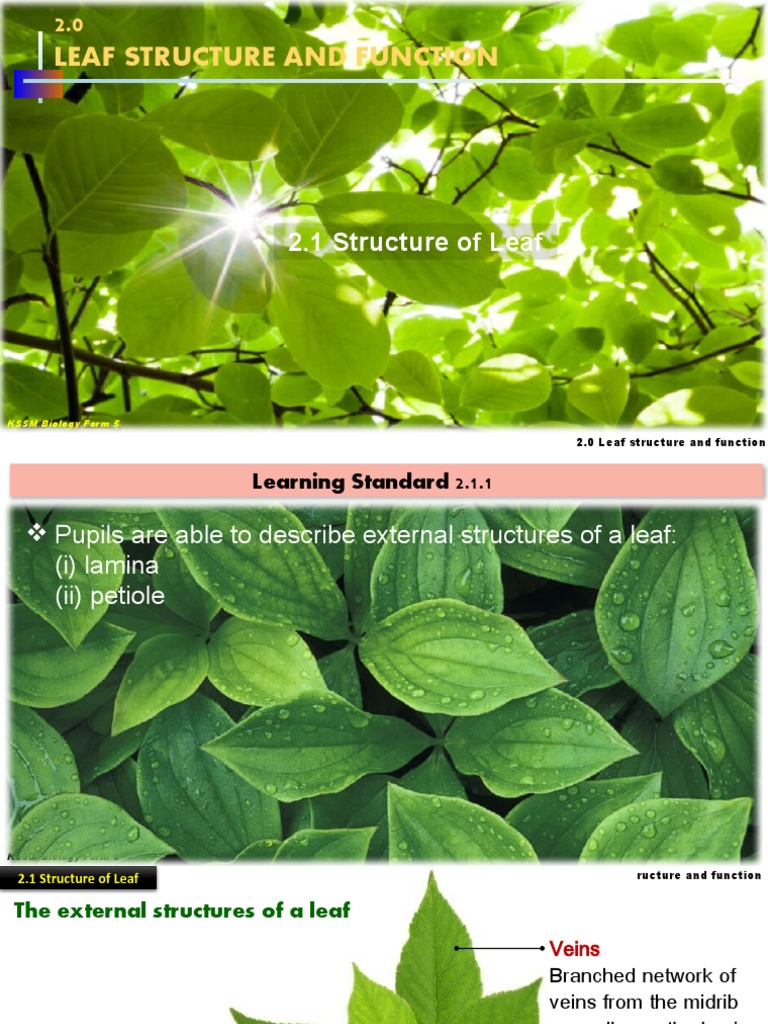 Biology Form 5 Chapter 2 Subtopic 2.1 Structure of Leaf | PDF | Leaf ...