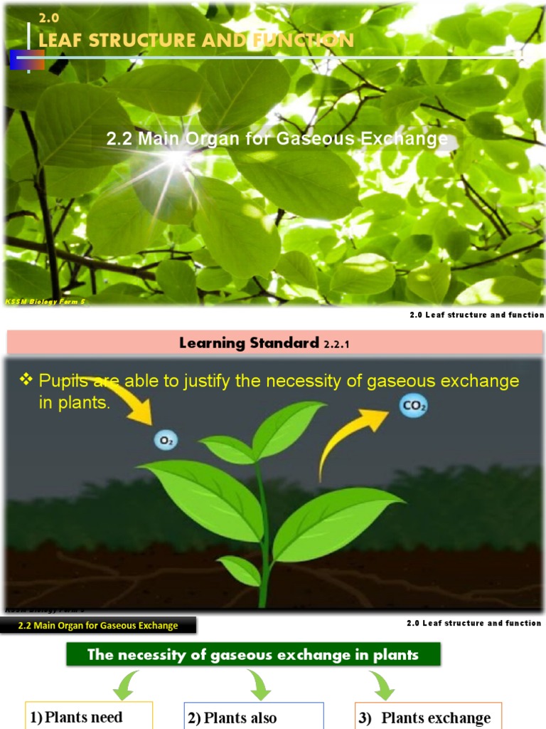 Biology Form 5 Chapter 2 Subtopic 2.2 Main Organ For Gaseous Exchange ...