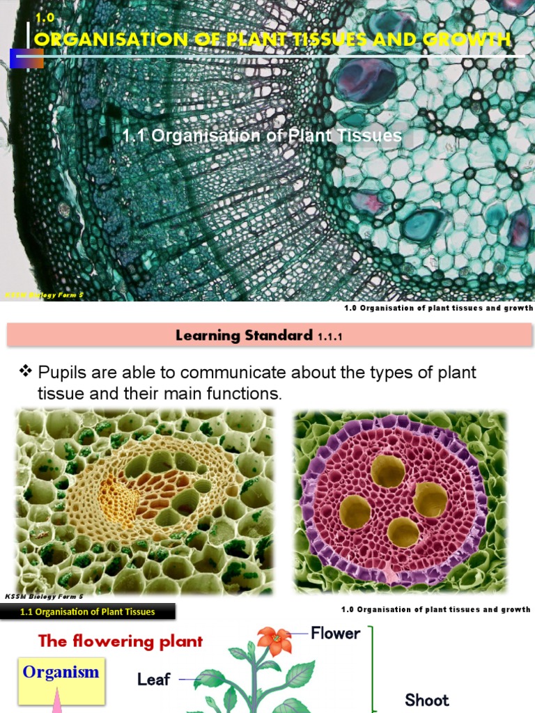 Biology Form 5 Chapter 1 Subtopic 1.1 Organisation of Plant Tissues ...