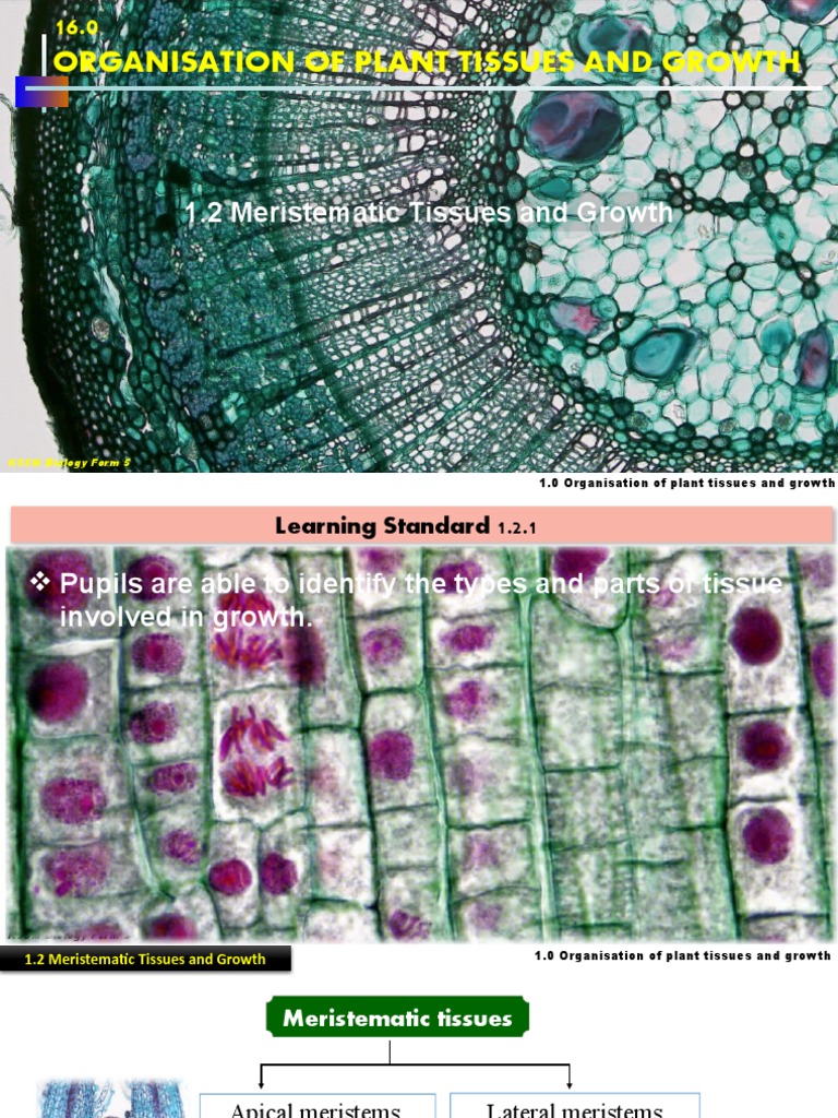 Biology Form 5 Chapter 1 Subtopic 1.2 Meristematic Tissues and Growth ...