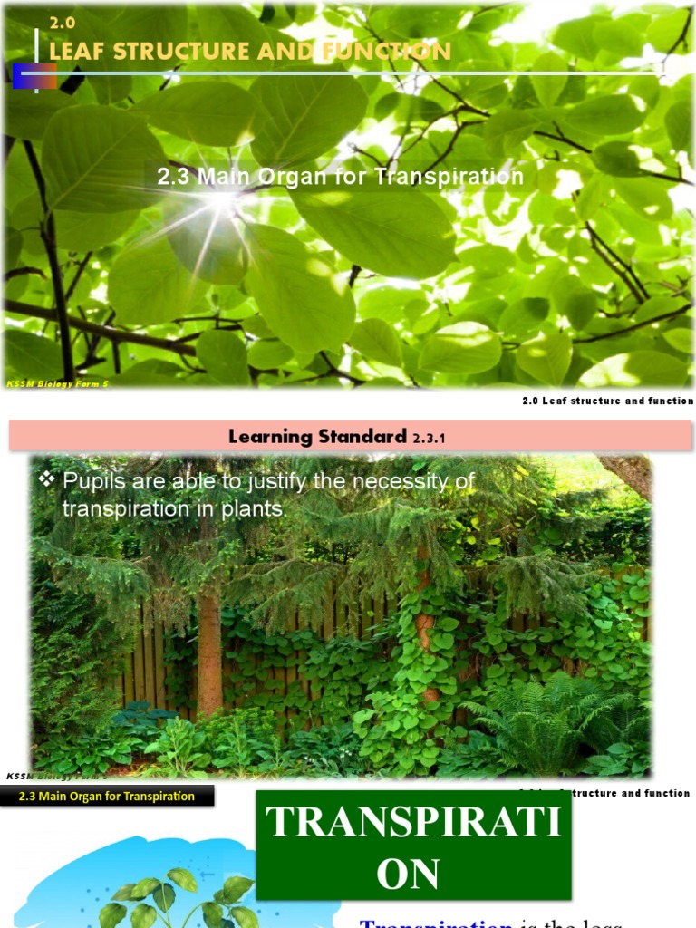 Leaf Transpiration: Structure & Factors | PDF | Stoma | Physical Geography