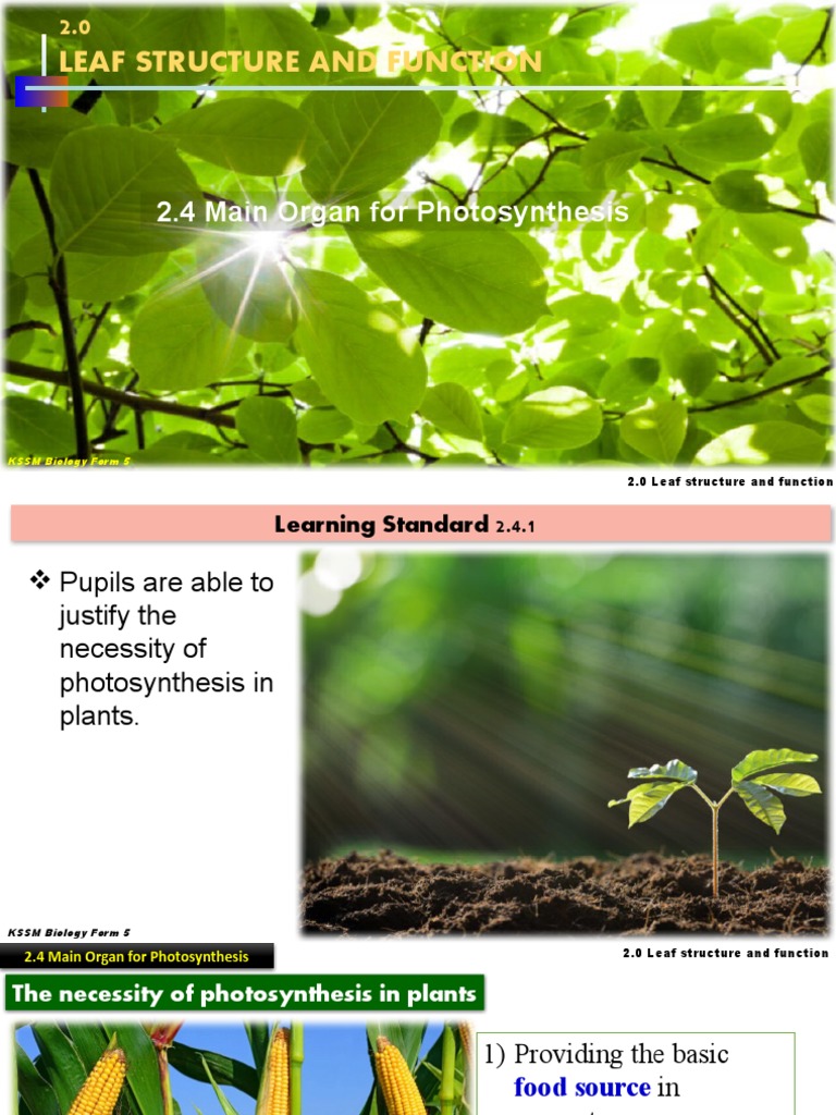 Biology Form 5 Chapter 2 Subtopic 2.4 Main Organ For Photosynthesis ...