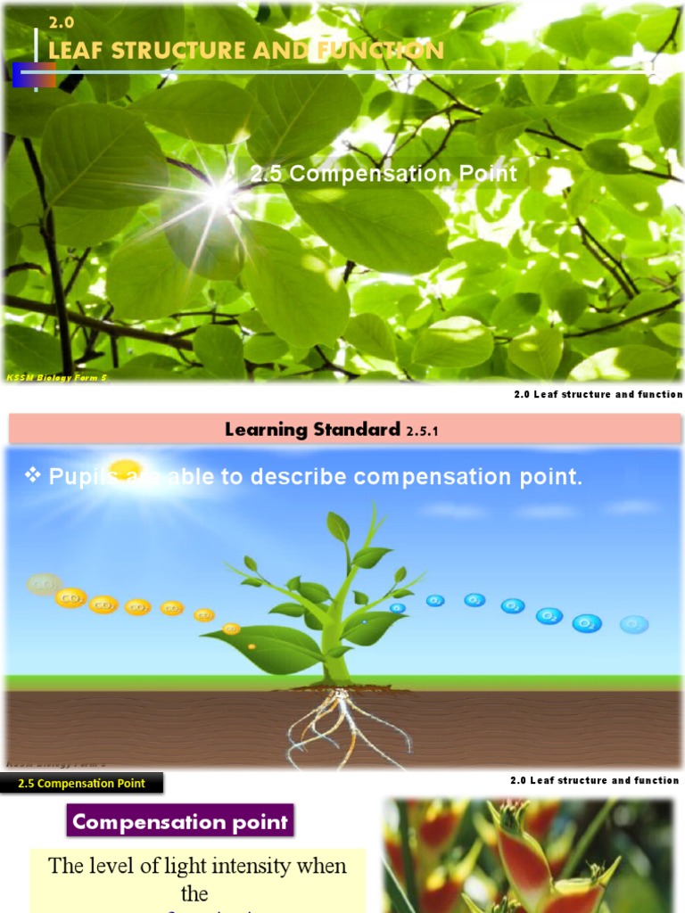 Biology Form 5 Chapter 2 Subtopic 2.5 Compensation Point | PDF ...