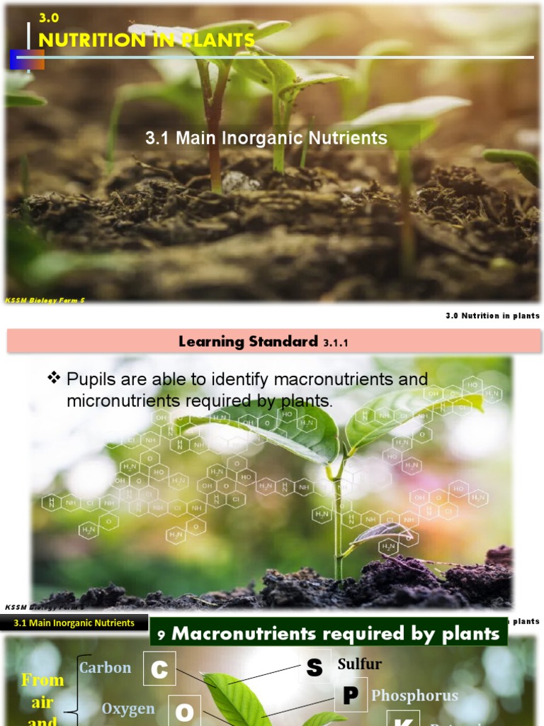 Biology Form 5 Chapter 13 Subtopic 3.1 Main Inorganic Nutrients | PDF ...