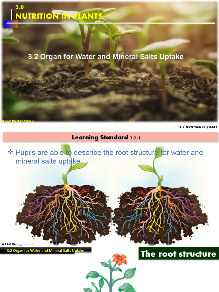 Biology Form 5 Chapter 3 Subtopic 3.2 Organ For Water and Mineral Salts Uptake | PDF | Root ...