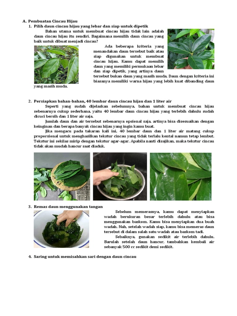 Artikel Proses Pembuatan Cincau Hijau | PDF