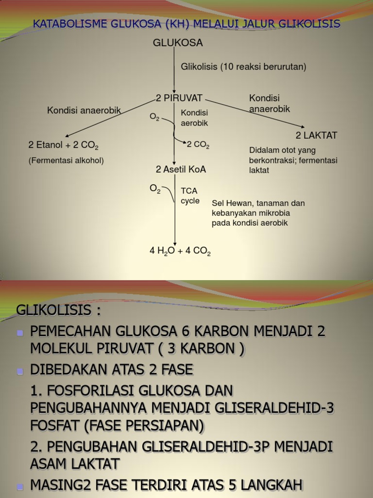 TM 4-Glikolisis 2023 PDF | PDF