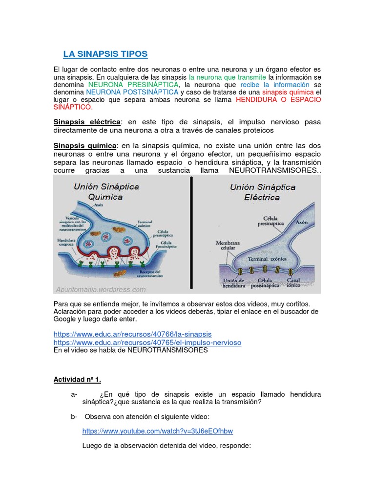 La Sinapsis Tipos PDF | PDF | Sinapsis | Cerebro
