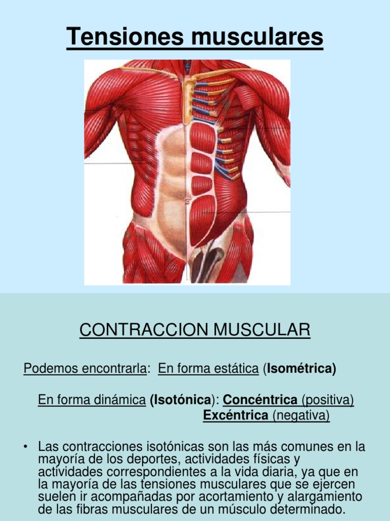 Tipos de Contracciones Musculares | PDF | Contracción muscular | Músculo