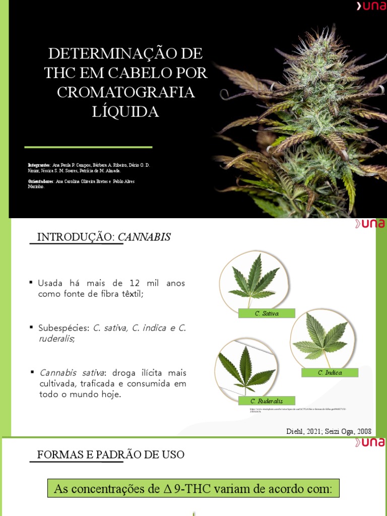 Slide Toxicologia - THC - Final 2.1 | PDF