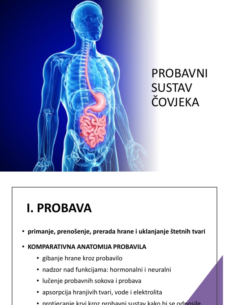 Probavni Sustav PDF | PDF