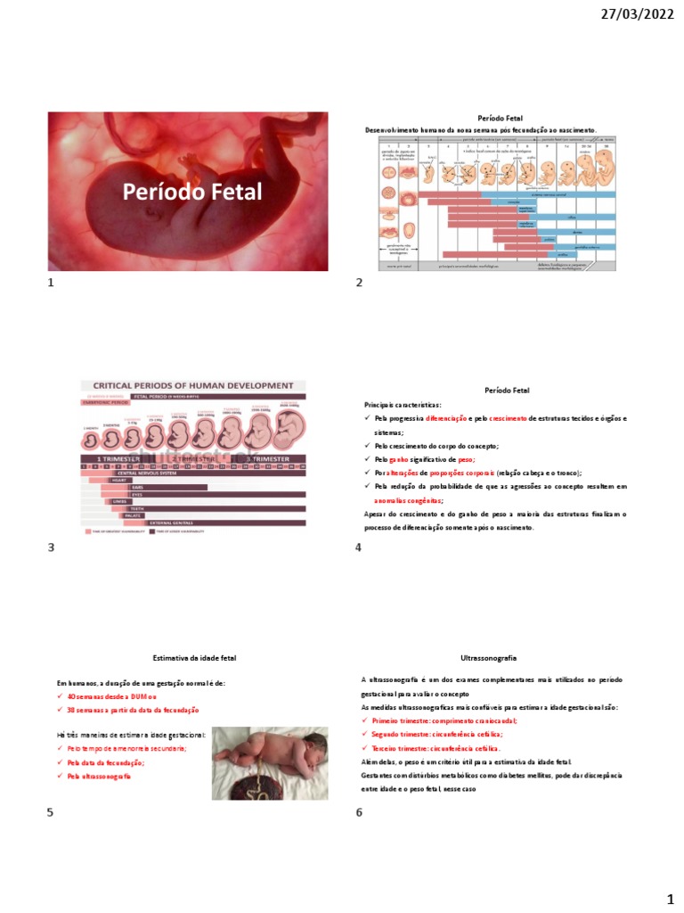 Aula 6. Desenvolvimento Fetal | PDF | Gravidez | Anatomia
