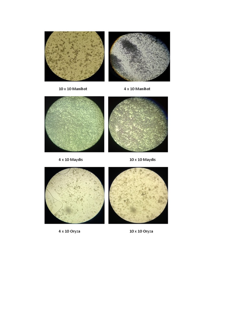 Gambar Pengamatan Amilum | PDF