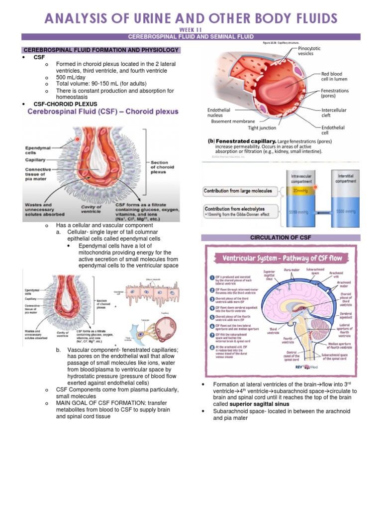 Mtap Aubf | PDF | Cerebrospinal Fluid | Semen