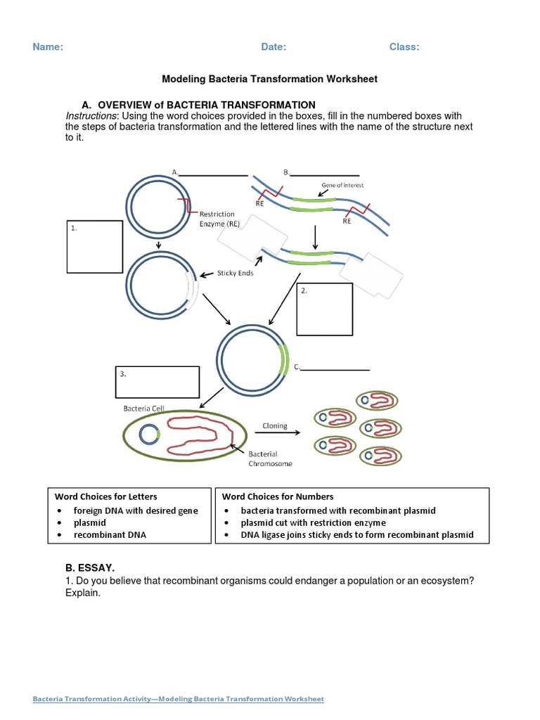 Activity 1 Modeling Bacteria Transformation Worksheet | PDF