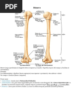 Surco Intertubercular del Húmero | PDF | Articulaciones | Anatomía humana