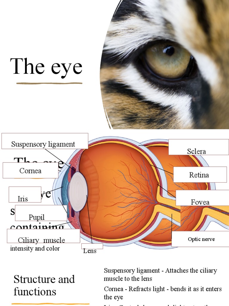 Lesson 2 The Structure and Functions of The Eye | PDF | Eye | Human Eye