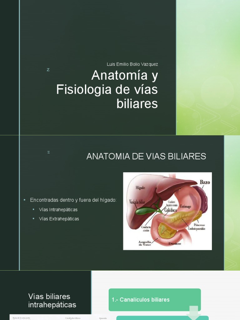 Anatomia y Fisiologia de Vias Biliares | PDF | Bilis | Vesícula biliar