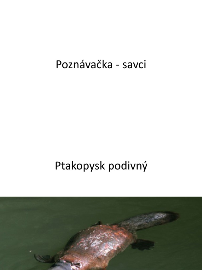 Poznávačka - Savci | PDF