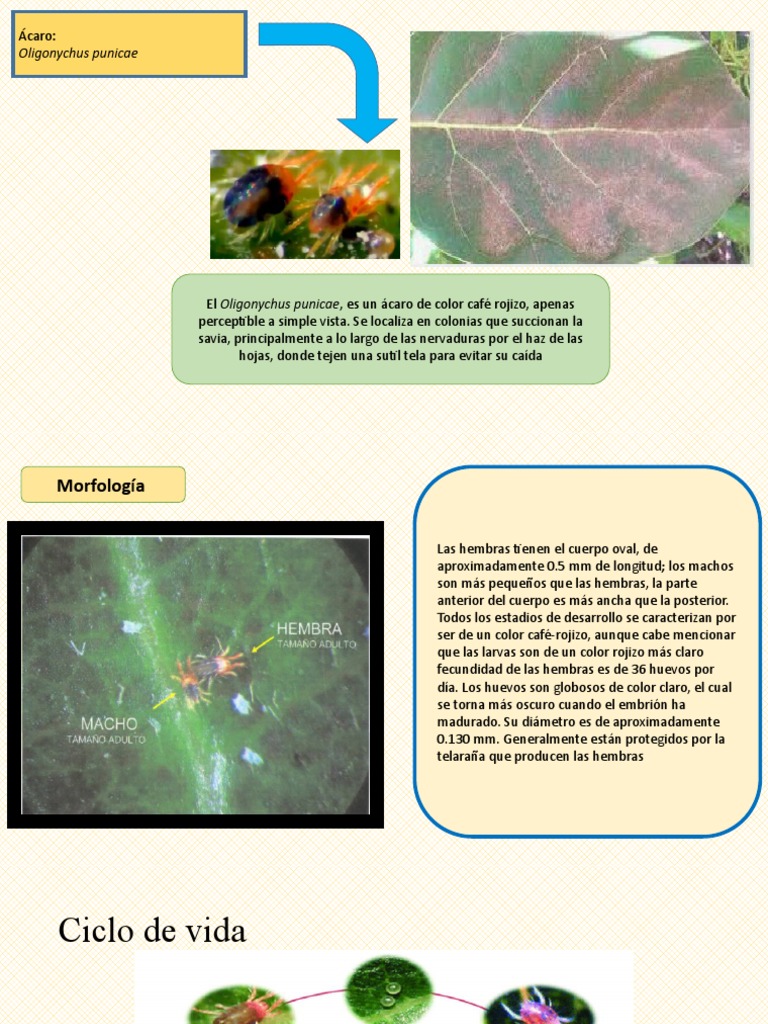 Manejo del ácaro Oligonychus punicae en aguacate | PDF | Ciencia y ...