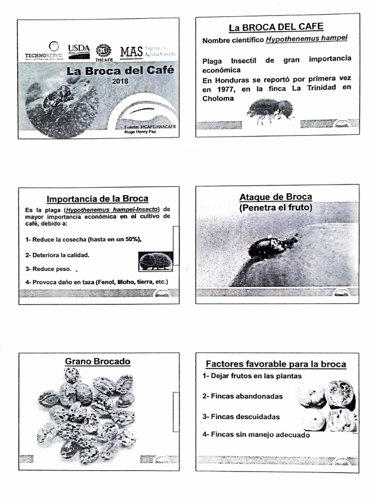 Control de la Broca del Café | PDF | Control biológico de plagas ...