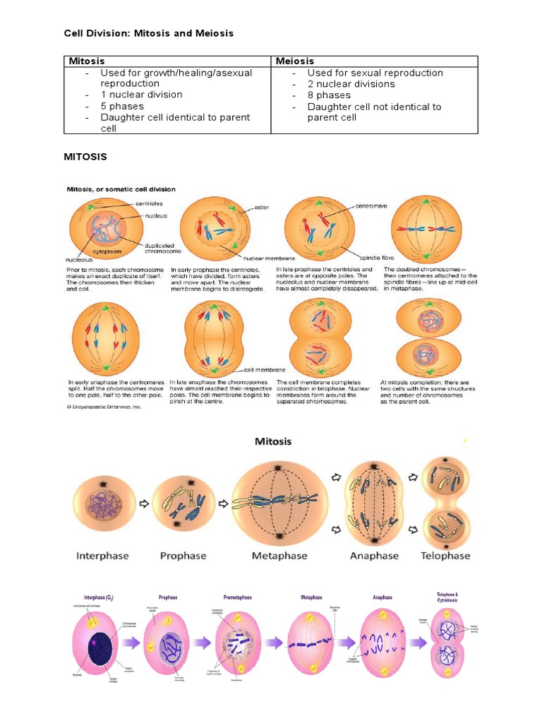 Cell Division Personal Modified Notes | PDF | Meiosis | Mitosis