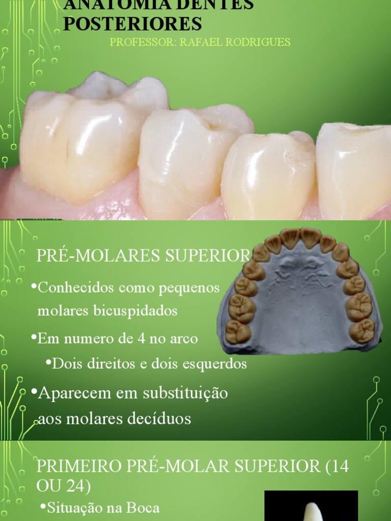 Anatomia Dentes Posteriores | PDF | Dente | Anatomia dental