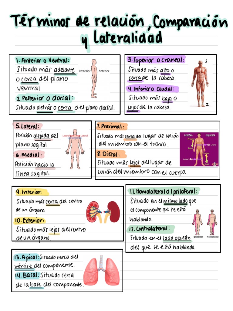 Términos de Lateralidad en Anatomía | PDF | Términos anatómicos de ...