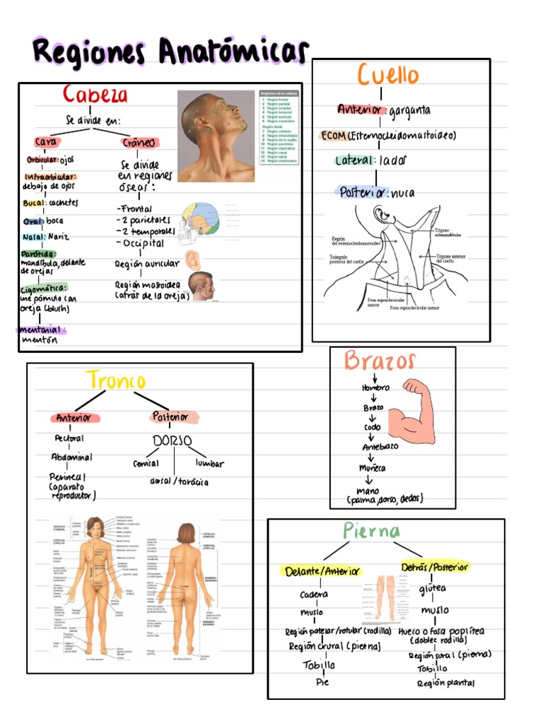 Regiones Anatómicas | PDF | Anatomía | Sistema musculoesquelético