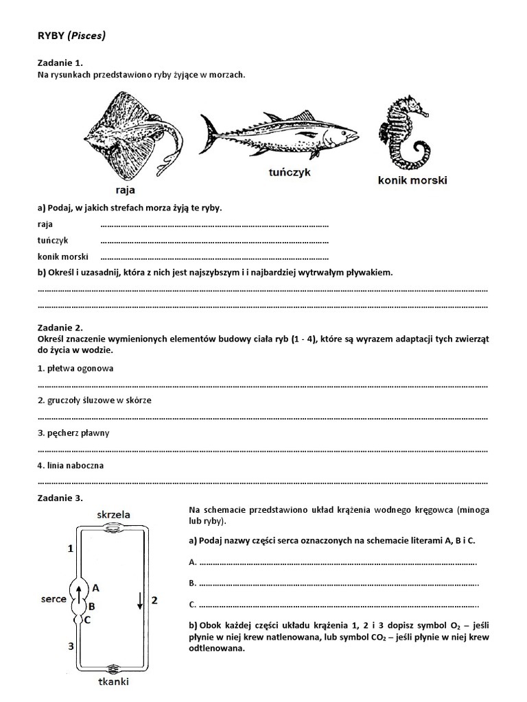 3 Ryby | PDF