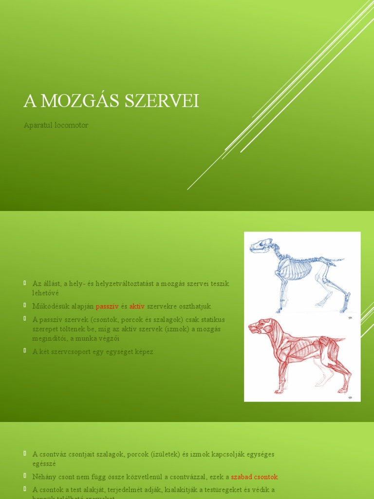 Csontok Általánosan | PDF
