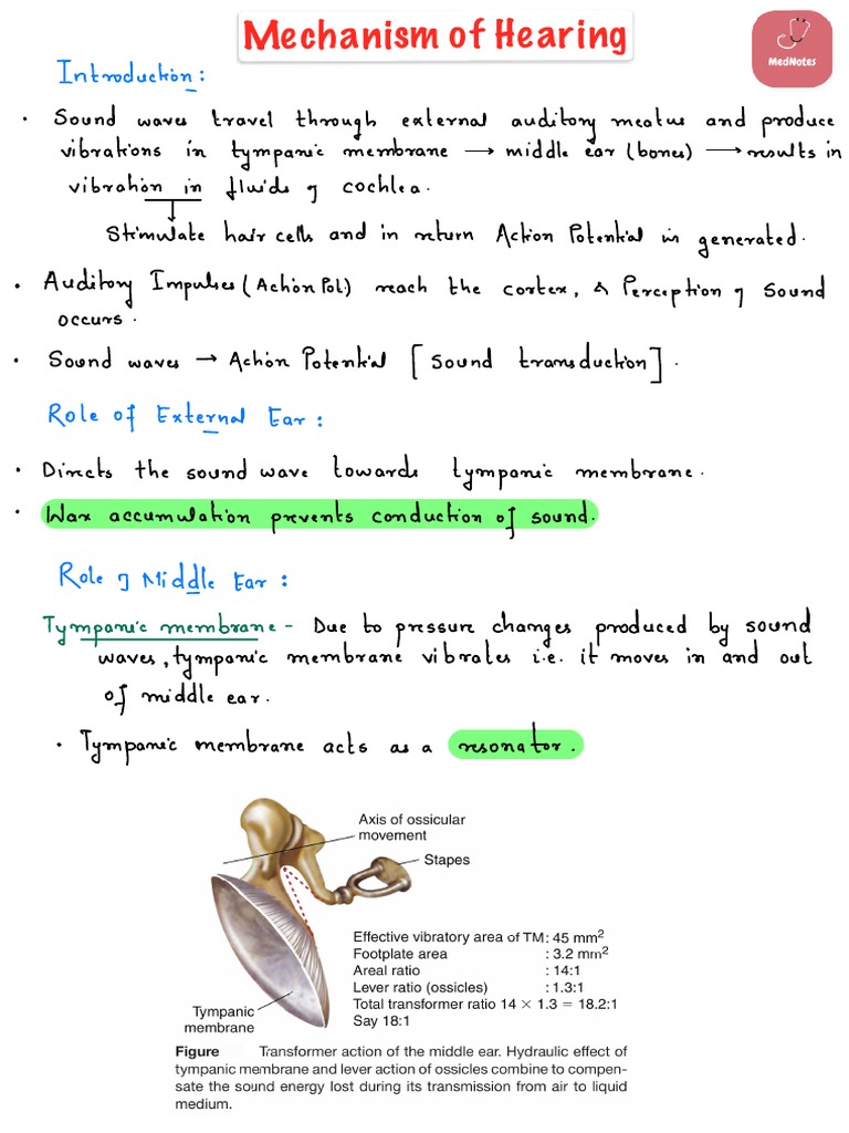 Mechanism of Hearing Explained | PDF | Ear | Hearing