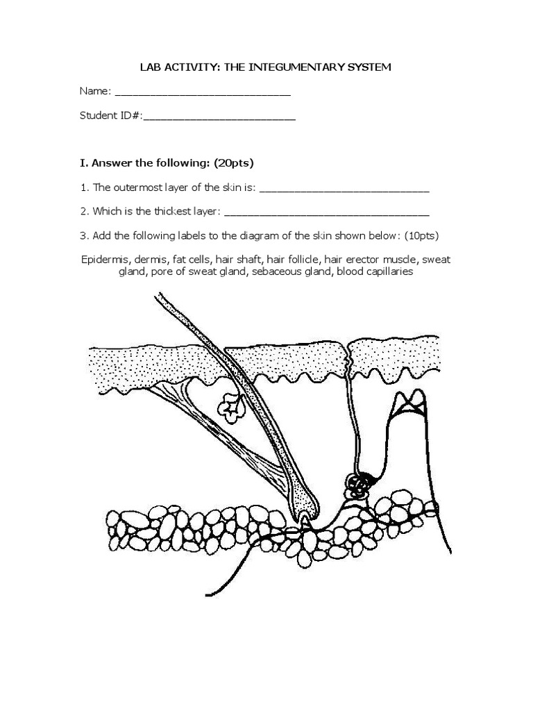Lab Activity - The Skin | PDF