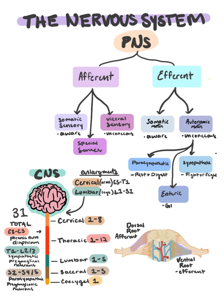Nervous System | PDF | Autonomic Nervous System | Muscle Contraction