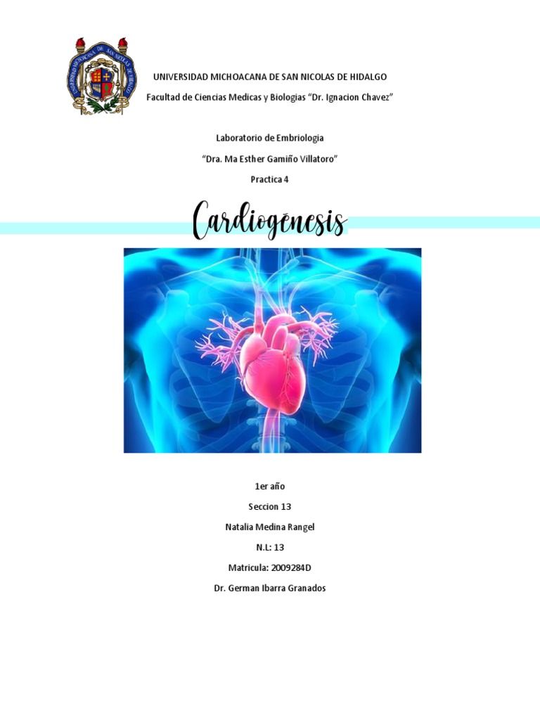 Cardiogénesis: Desarrollo del Corazón Embrionario | PDF | Morfología ...